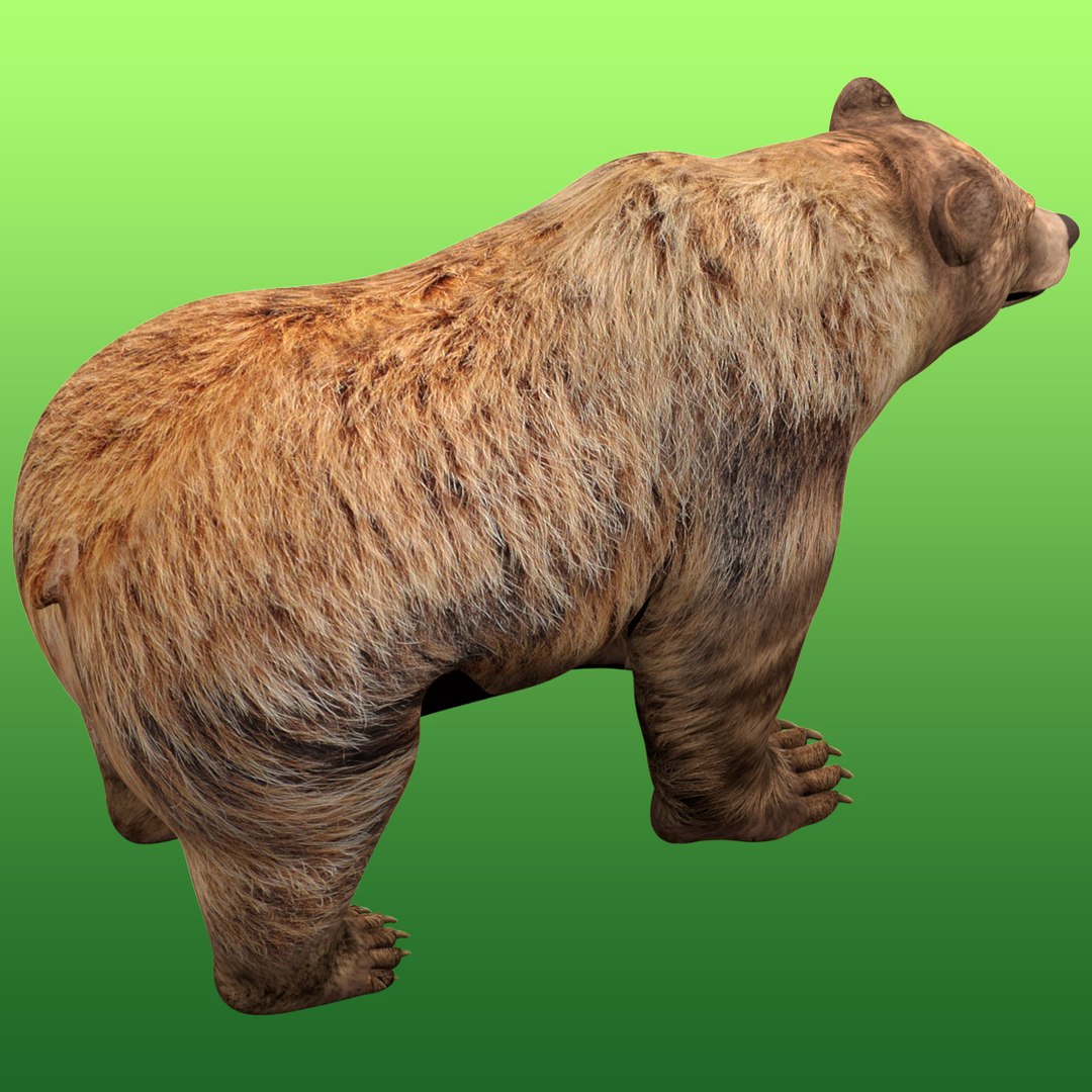 3D Model Bear 3D Models Pack Collection - TurboSquid 2322479