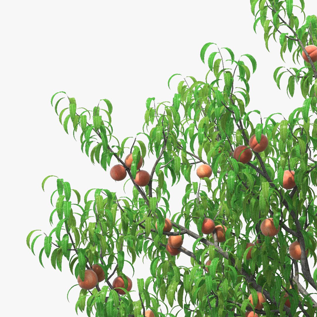 3D Peach Tree - TurboSquid 1726310