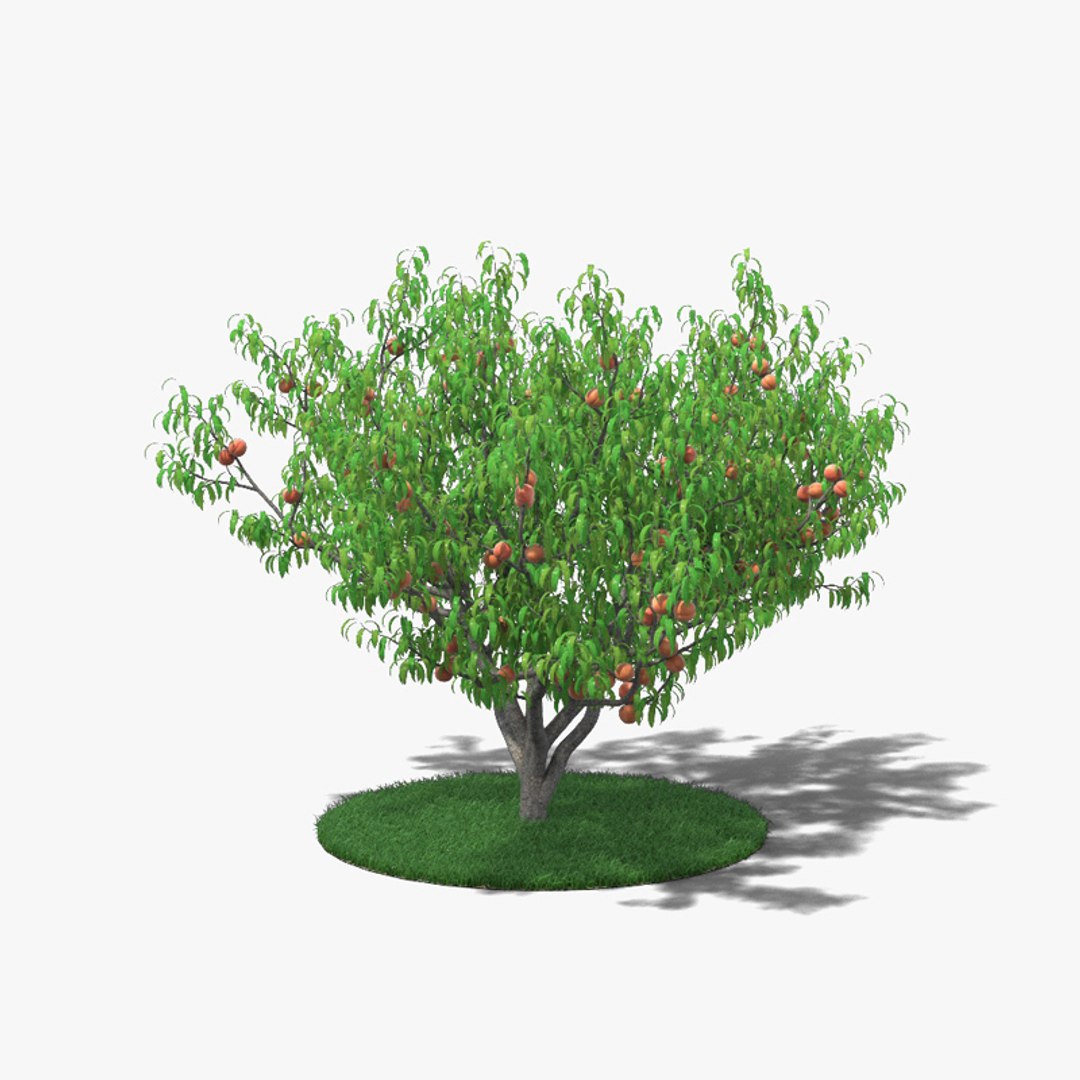 3D Peach Tree - TurboSquid 1726310