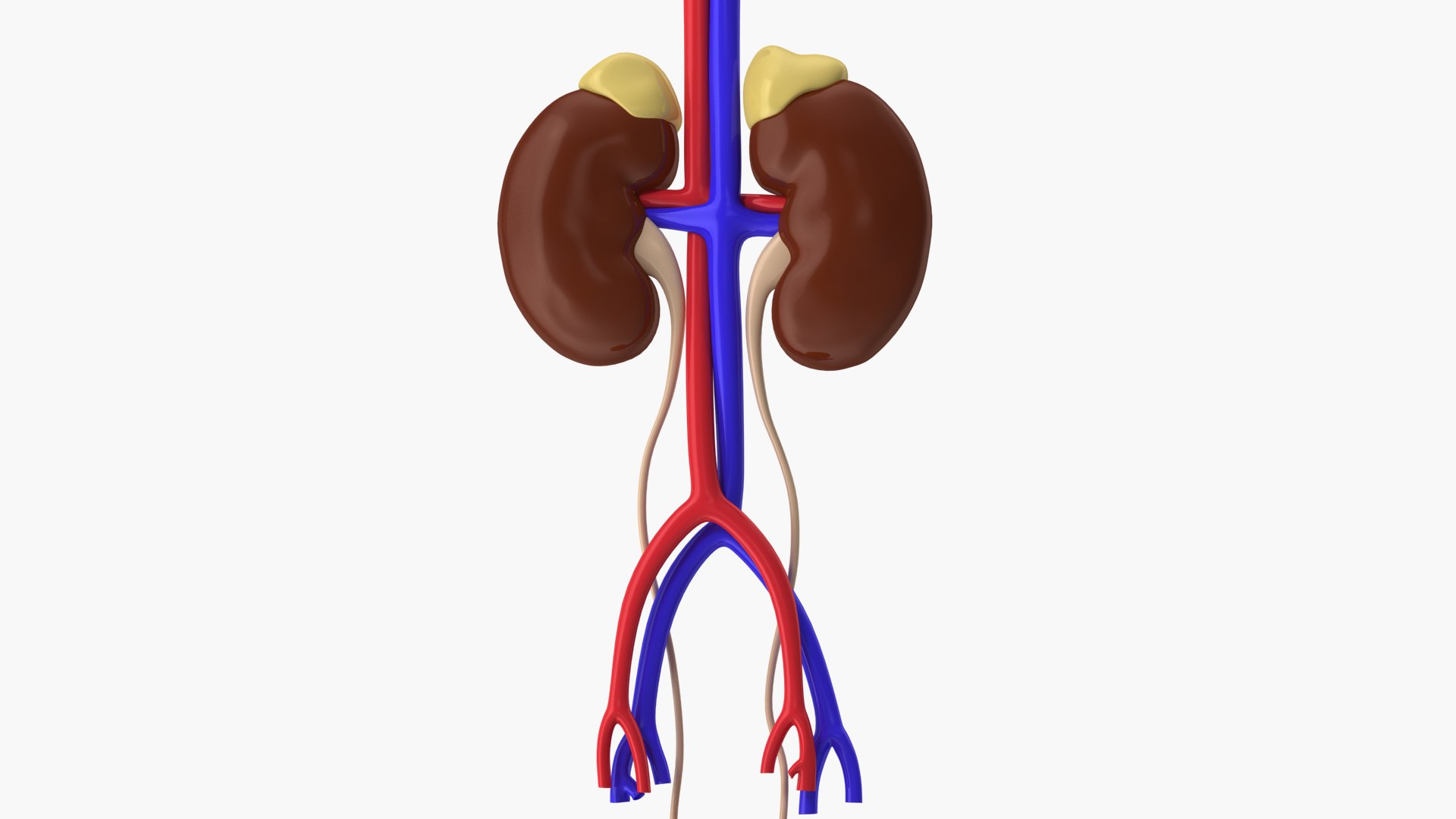 3D Urinary System - TurboSquid 1781104