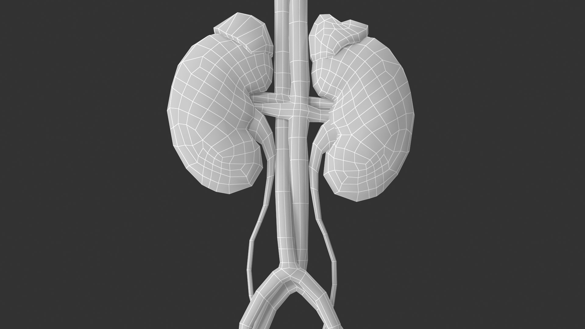 3D Urinary System - TurboSquid 1781104