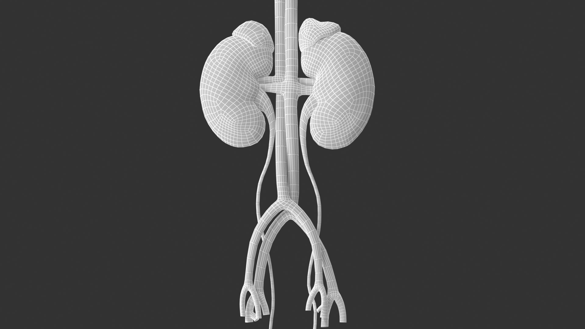 3D Urinary System - TurboSquid 1781104