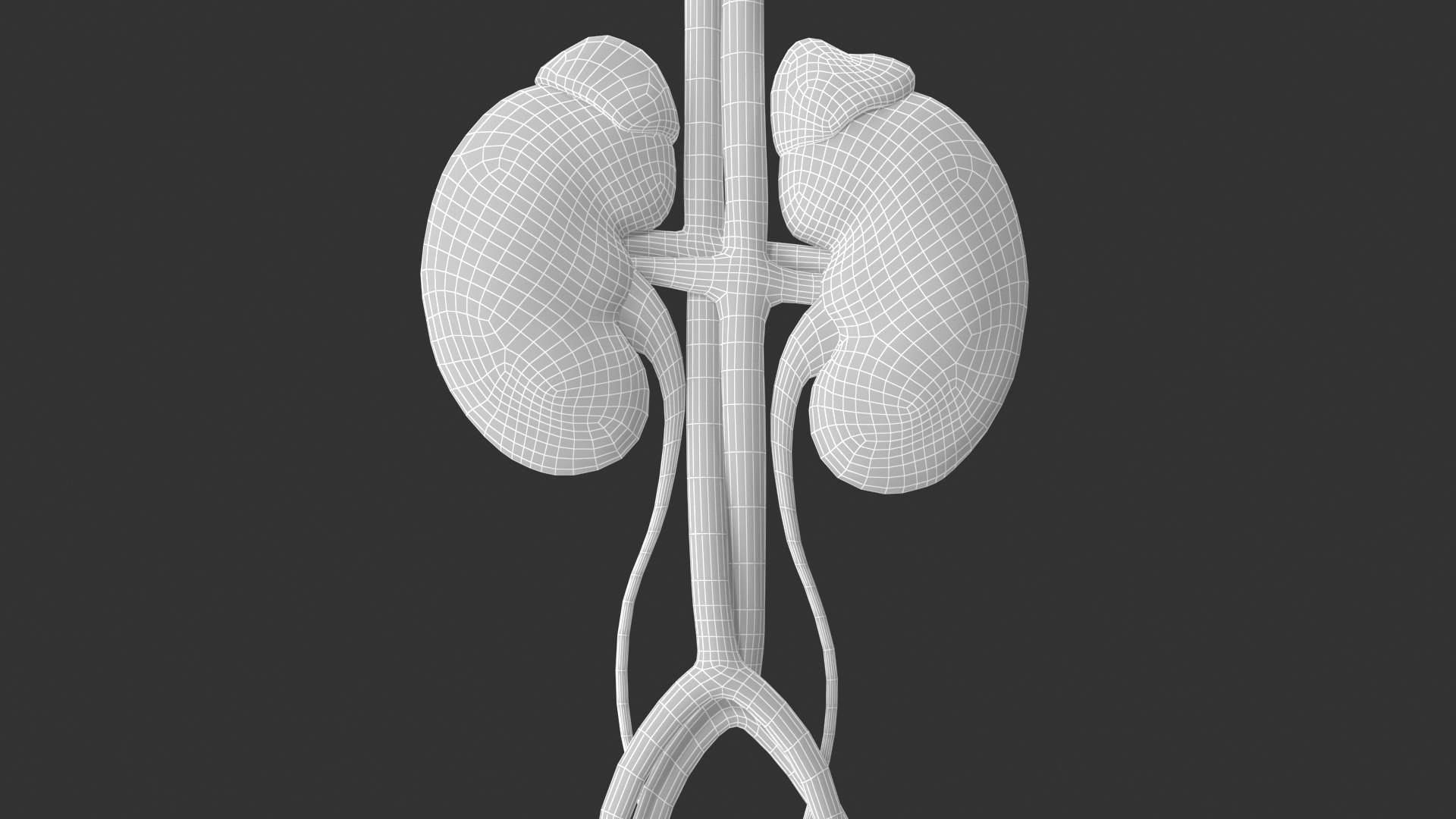 3D Urinary System - TurboSquid 1781104