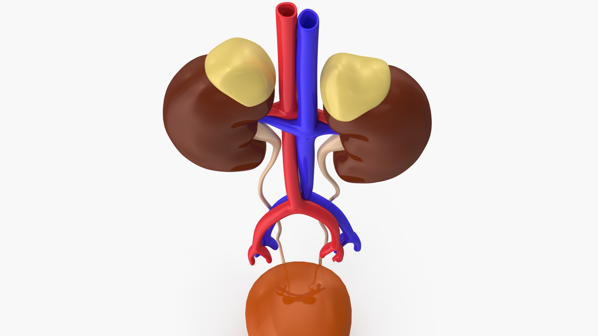 3D Urinary System - TurboSquid 1781104