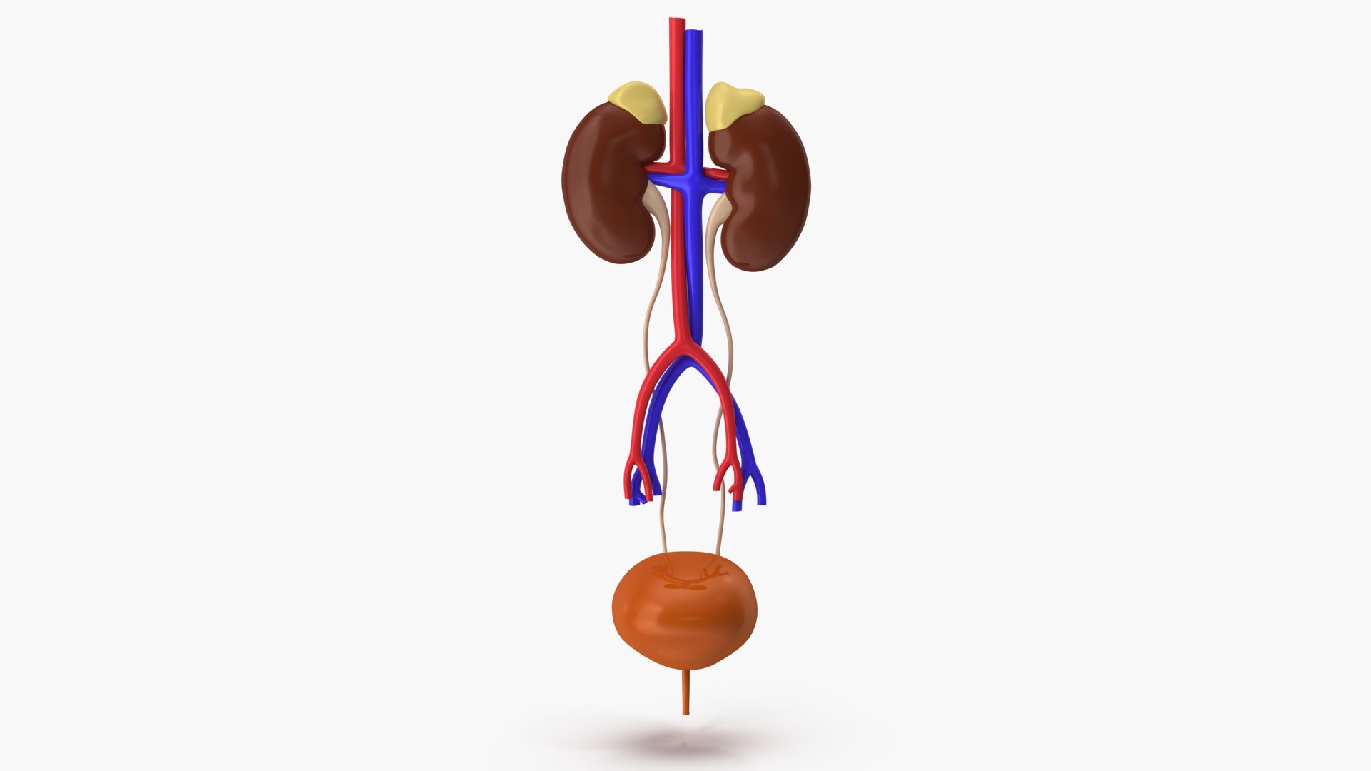 3D Urinary System - TurboSquid 1781104