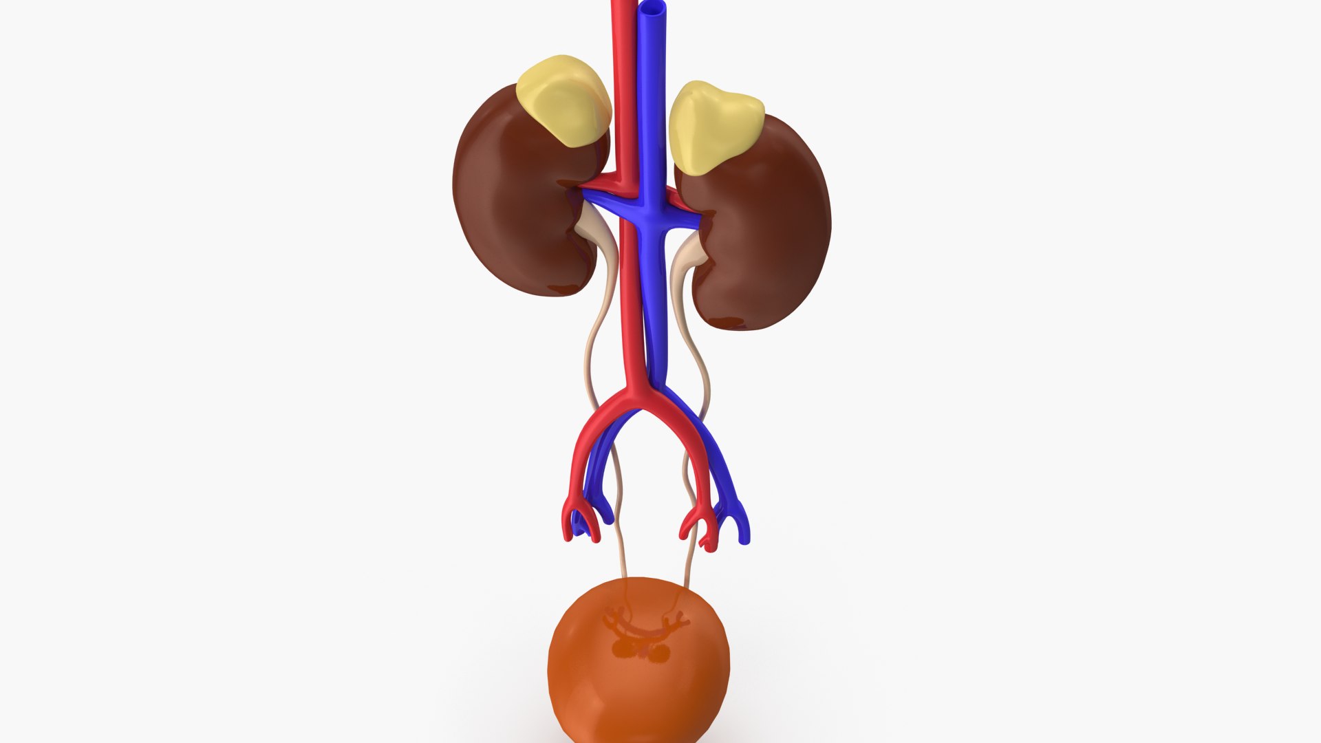 3D Urinary System - TurboSquid 1781104