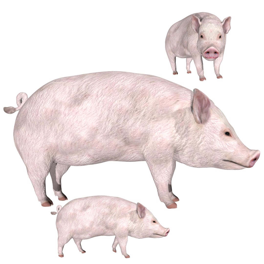 3D Fully Rigged Low Poly Pig - TurboSquid 1757864
