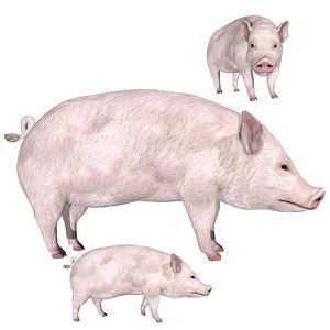 Fully rigged low poly Farm Pig 3D model - TurboSquid 1757870