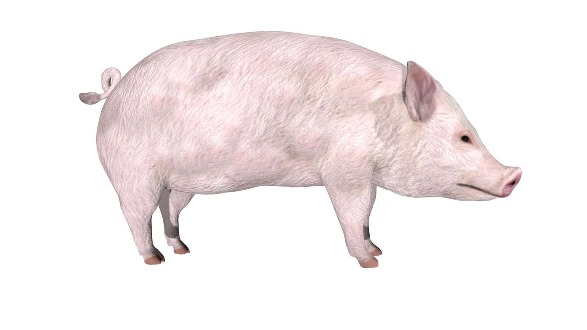 3D fully rigged low poly Pig - TurboSquid 1757864