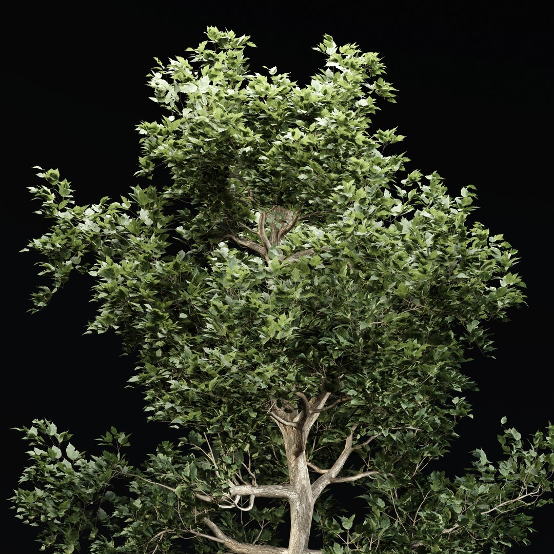 Animated Growing Tree 3d Model Vol 100 3D Model - TurboSquid 2161663