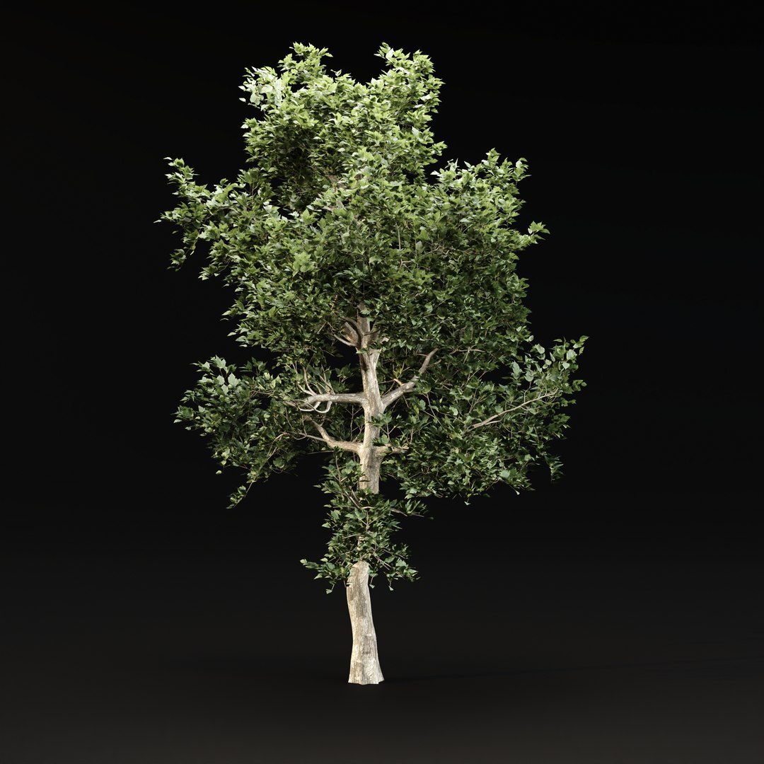 Animated Growing Tree 3d Model Vol 100 3D Model - TurboSquid 2161663