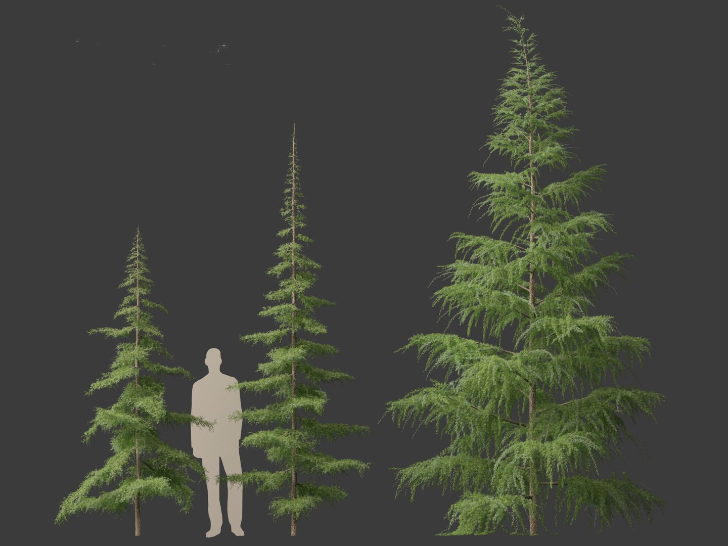3D Cedrus Deodara - Deodar Cedar 01 - TurboSquid 2131220