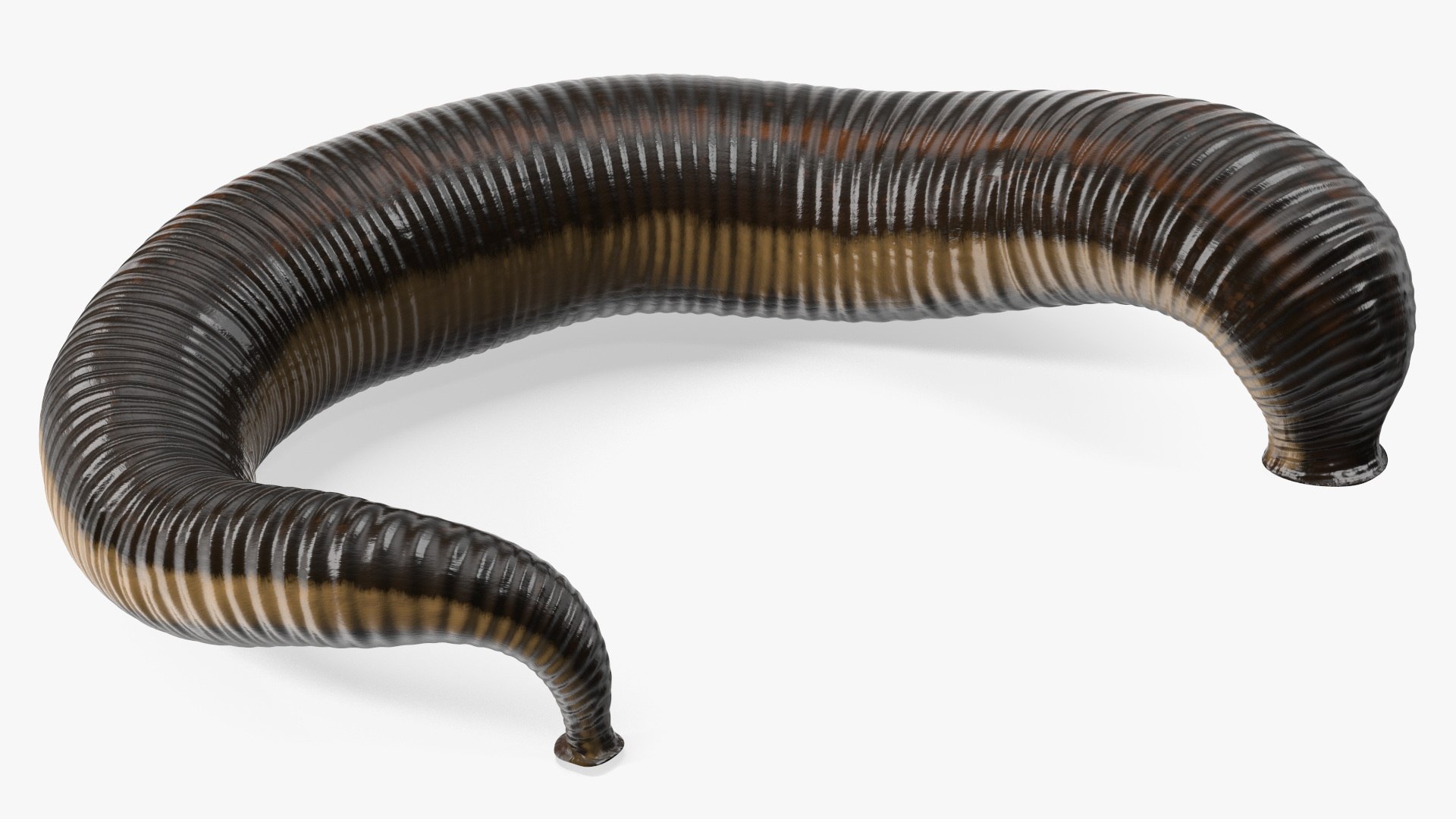 3D Sucking Medicinal Leech Model - TurboSquid 2086214