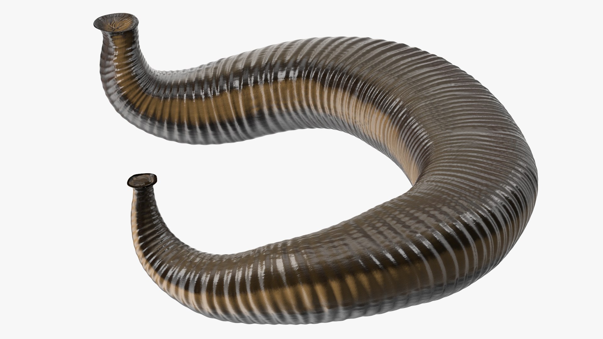 3D Sucking Medicinal Leech Model - TurboSquid 2086214