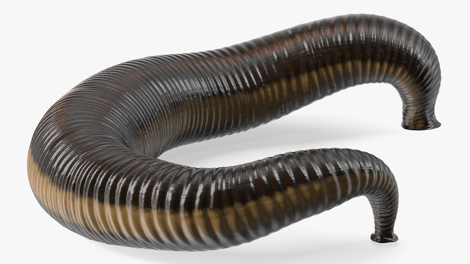 3D Sucking Medicinal Leech Model - TurboSquid 2086214