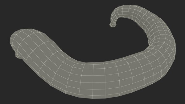 Sucking Medicinal Leech 3D 모델 - TurboSquid 2086214