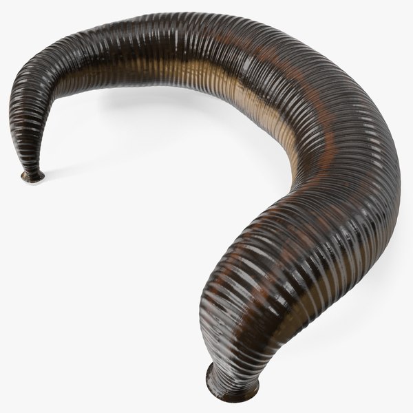 modelo 3d Chupar sanguijuela medicinal - TurboSquid 2086214