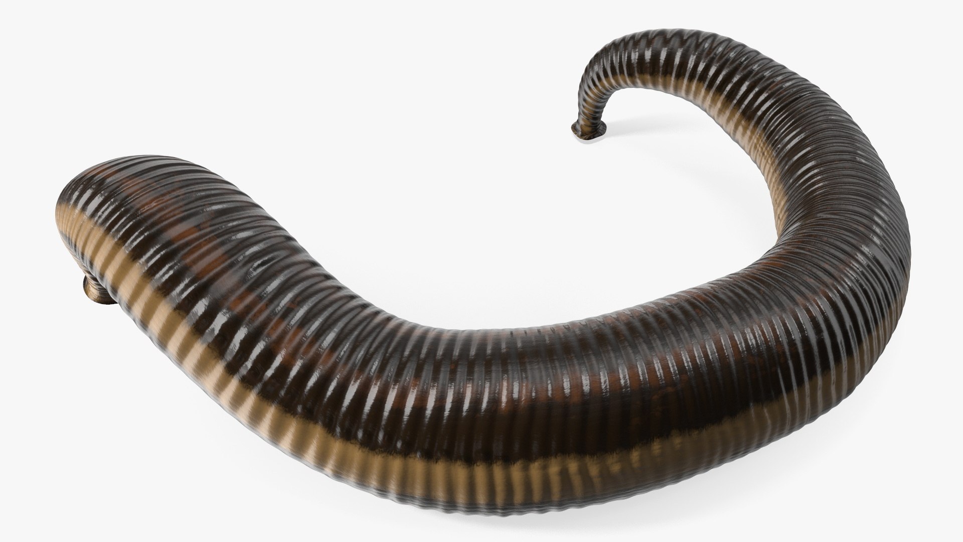 3D Sucking Medicinal Leech Model - TurboSquid 2086214