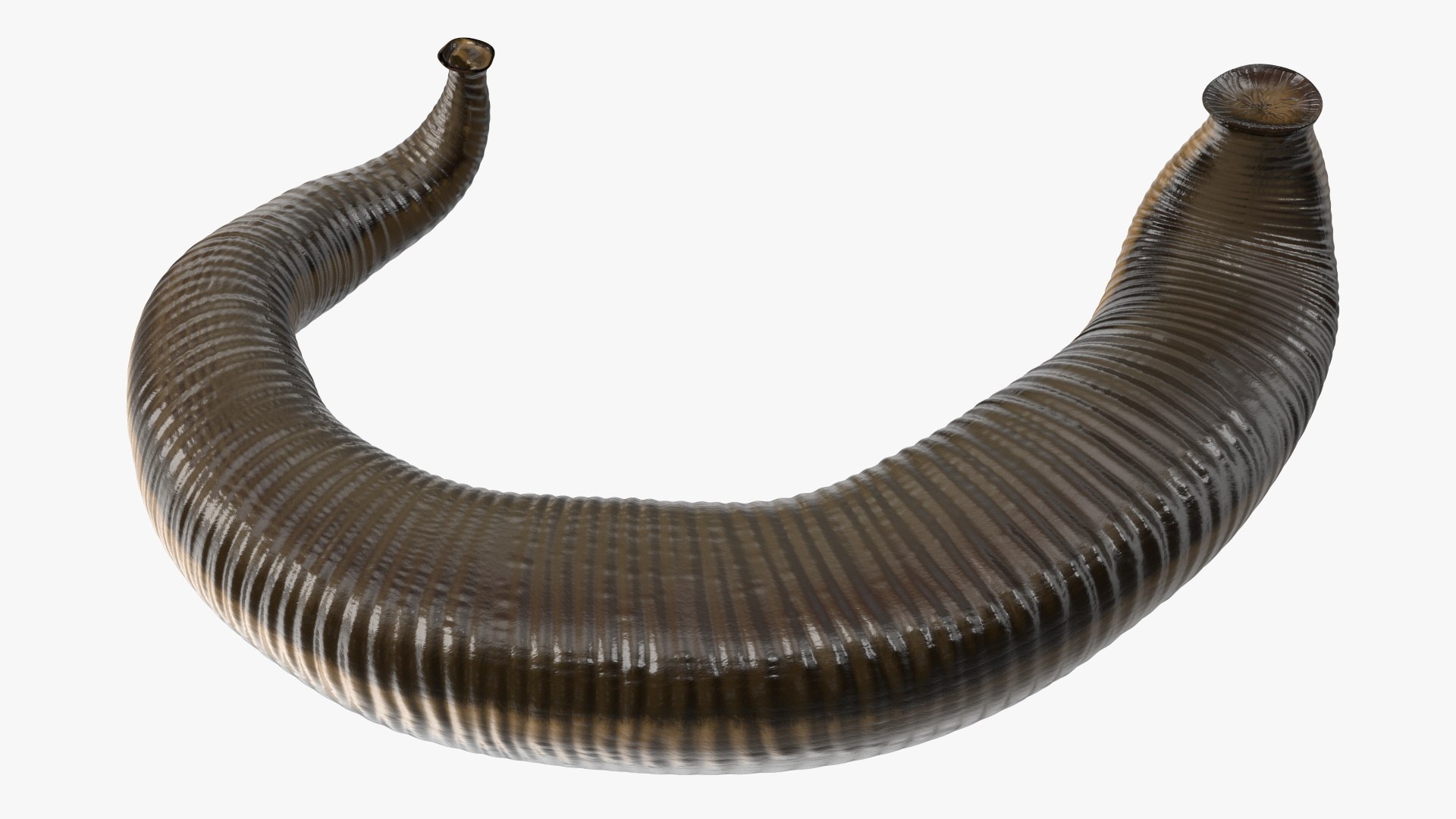 3D Sucking Medicinal Leech Model - TurboSquid 2086214