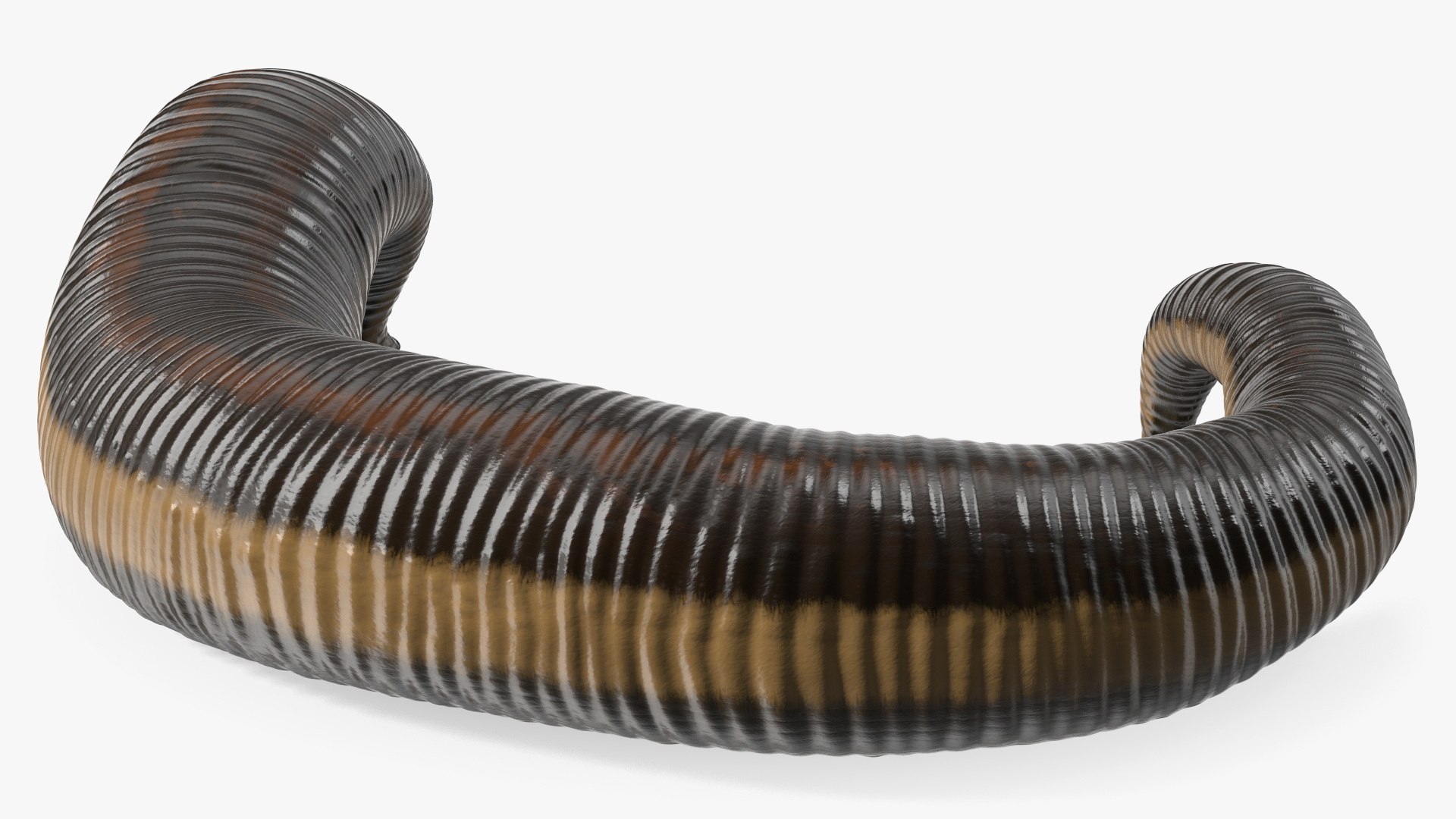 3D Sucking Medicinal Leech Model - TurboSquid 2086214