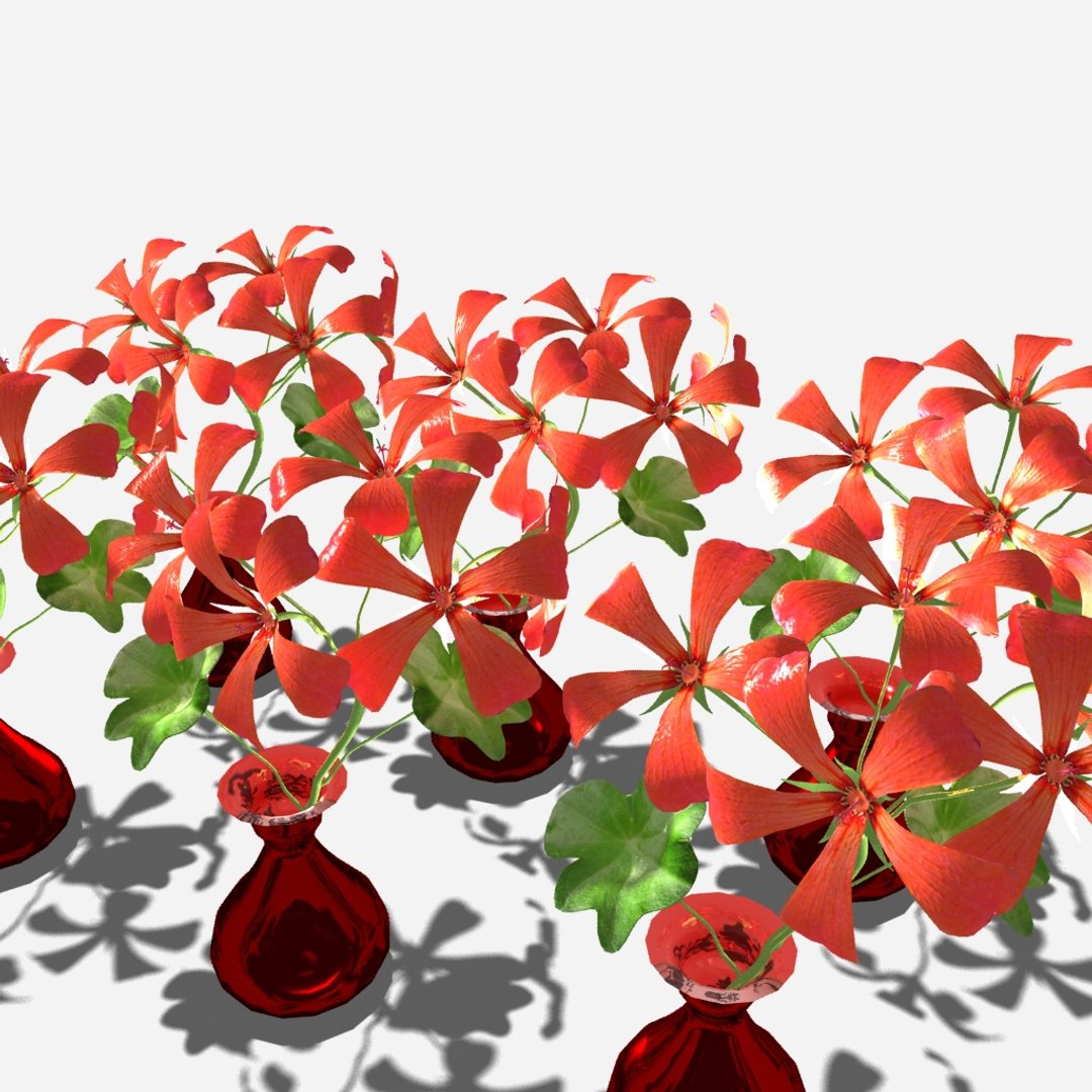 3D Geranium Flower Model - TurboSquid 1193281