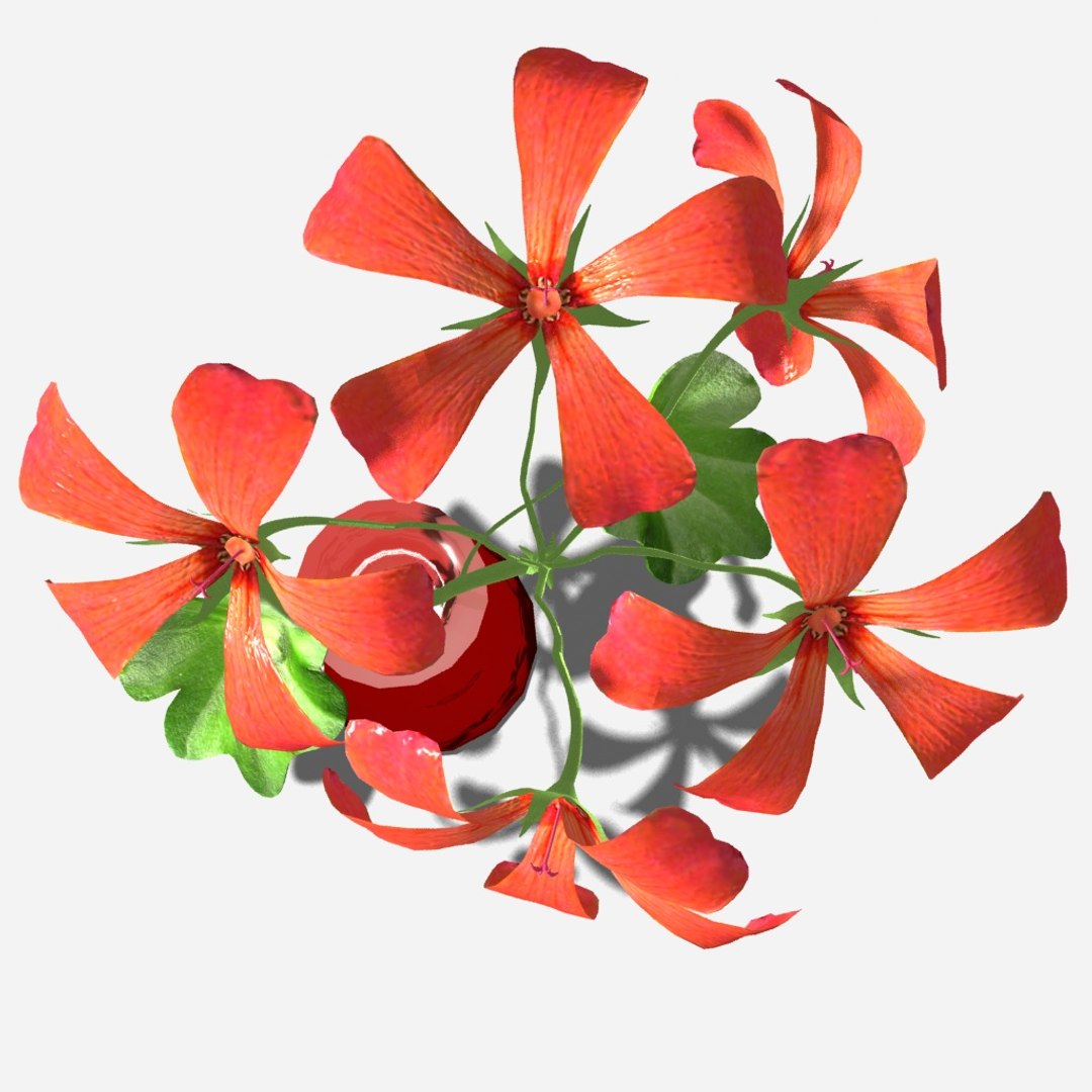 3D Geranium Flower Model - TurboSquid 1193281