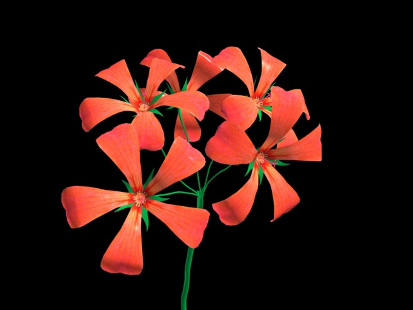 3D Geranium Flower Model - TurboSquid 1193281