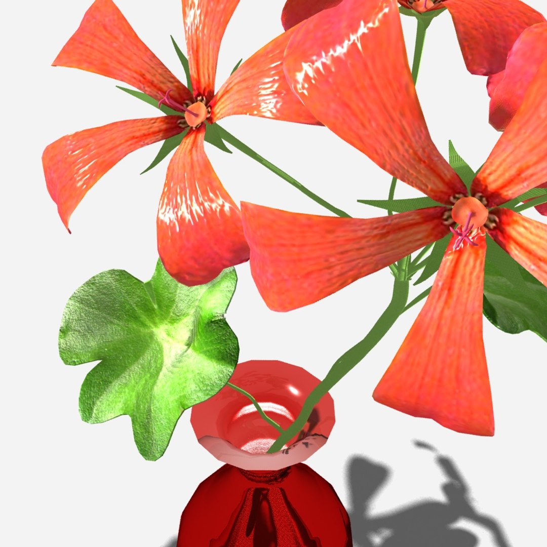 3D Geranium Flower Model - TurboSquid 1193281