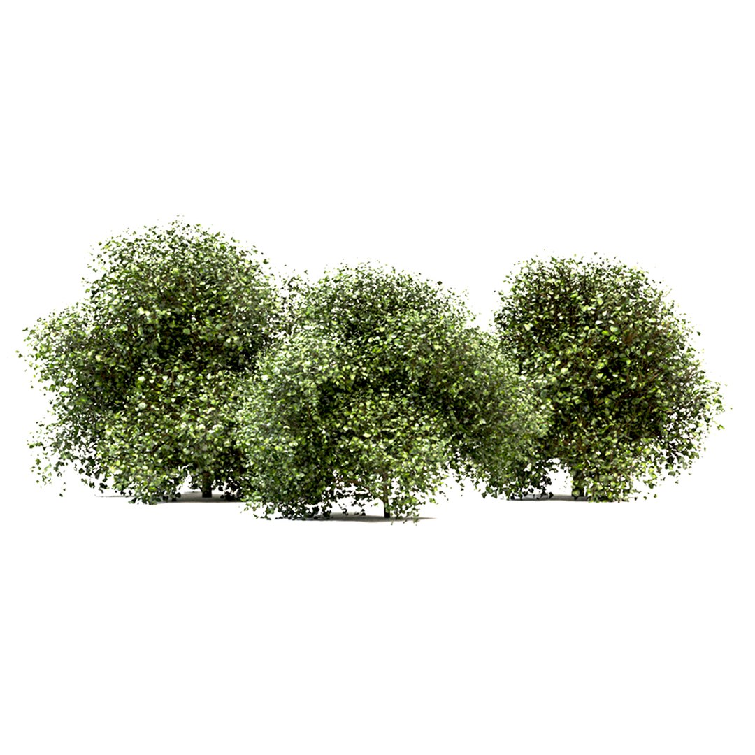 Set Of Buxus Or Box Bushes 3D Model - TurboSquid 1995776