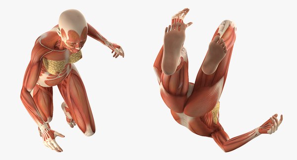 3D running woman muscular anatomy - TurboSquid 1251333