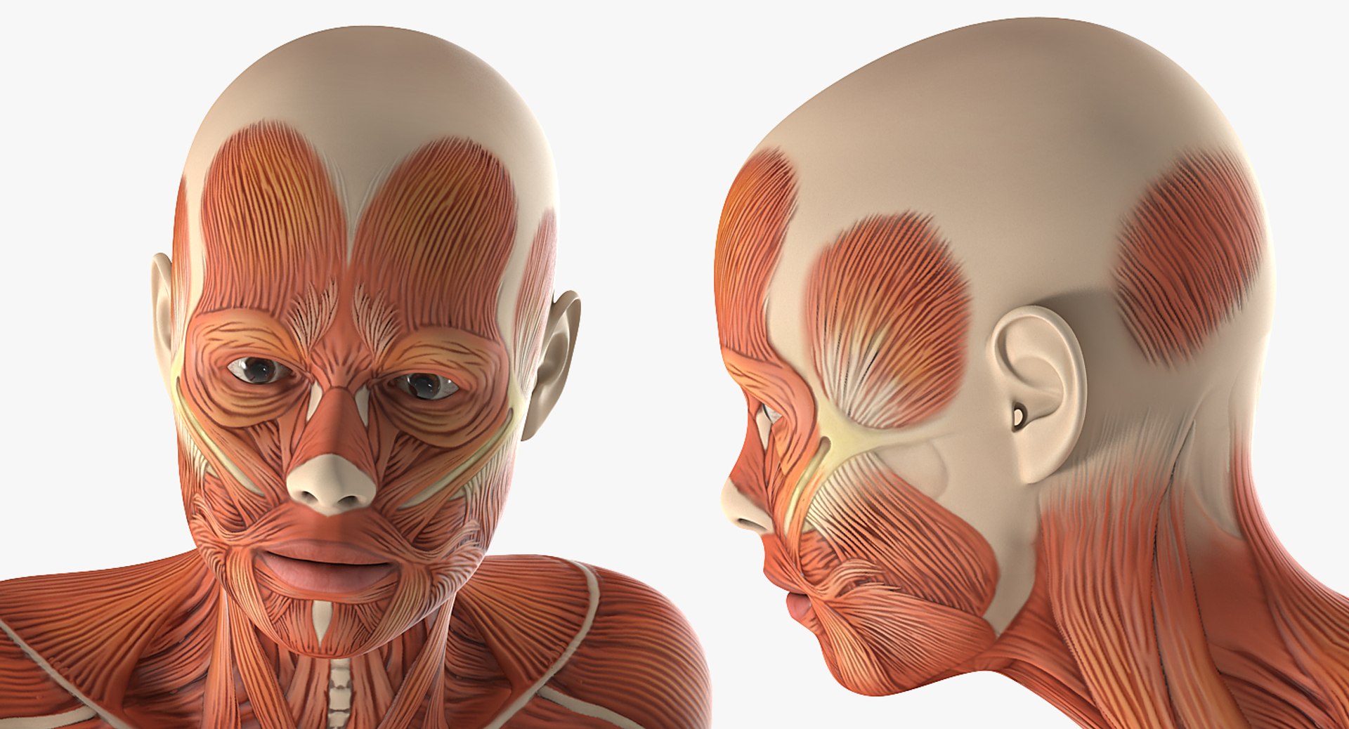 3D Running Woman Muscular Anatomy - TurboSquid 1251333