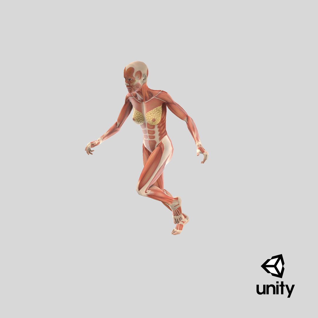 3D running woman muscular anatomy - TurboSquid 1251333