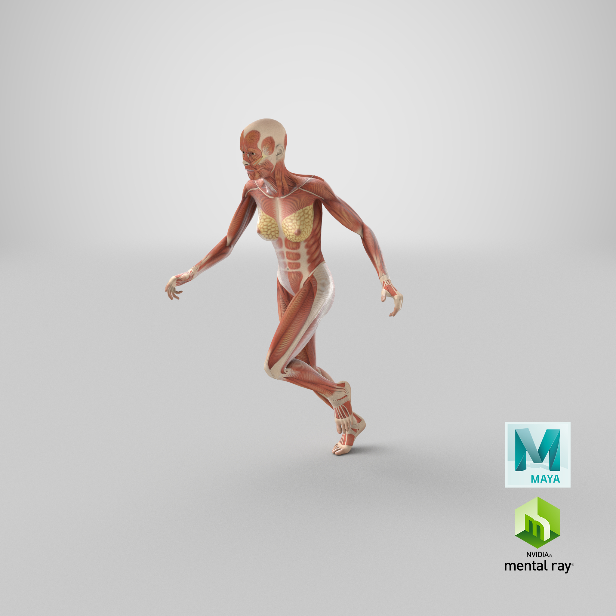3D running woman muscular anatomy - TurboSquid 1251333