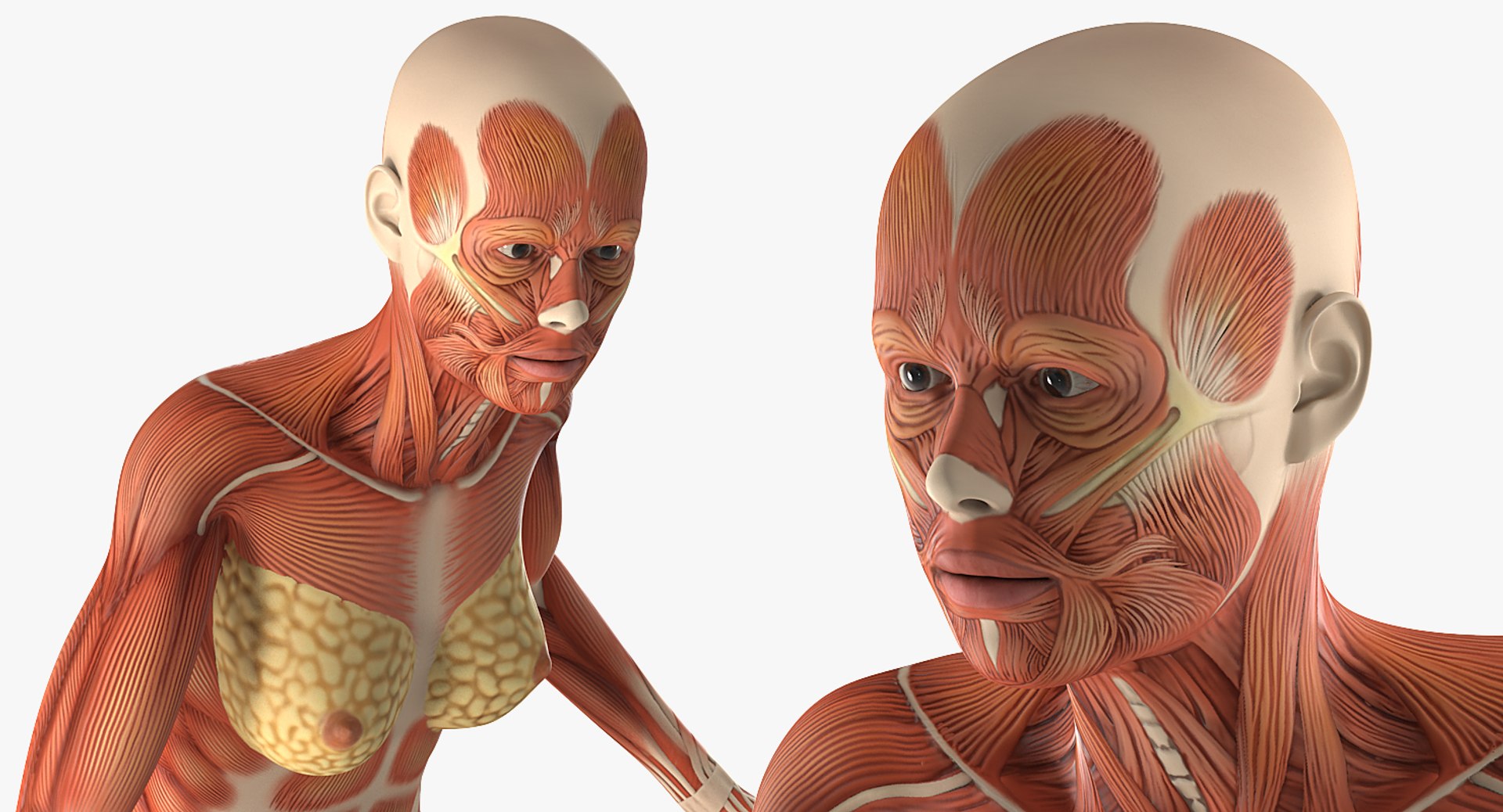 3D running woman muscular anatomy - TurboSquid 1251333