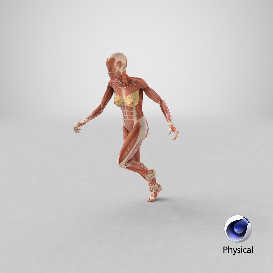 3D running woman muscular anatomy - TurboSquid 1251333