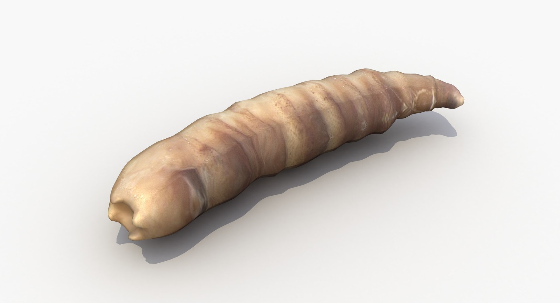 3d Model Of Maggot Modelled