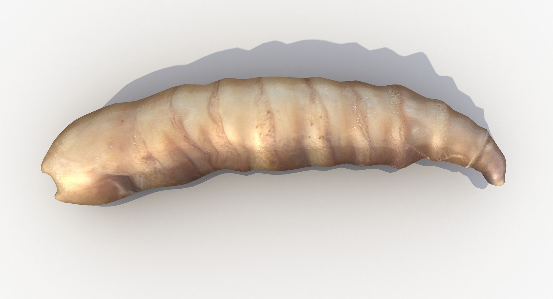 3d Model Of Maggot Modelled