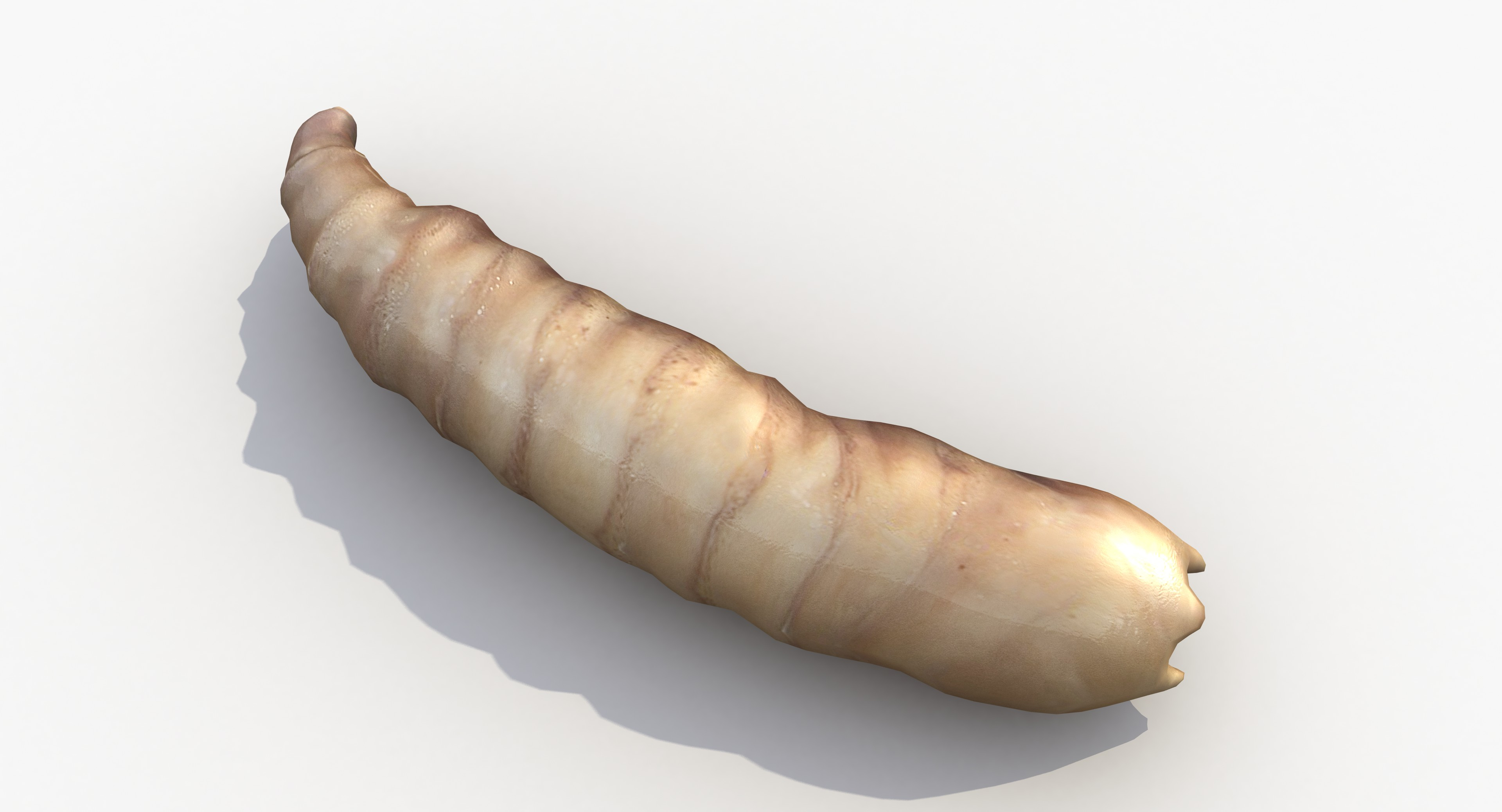 3d model of maggot modelled