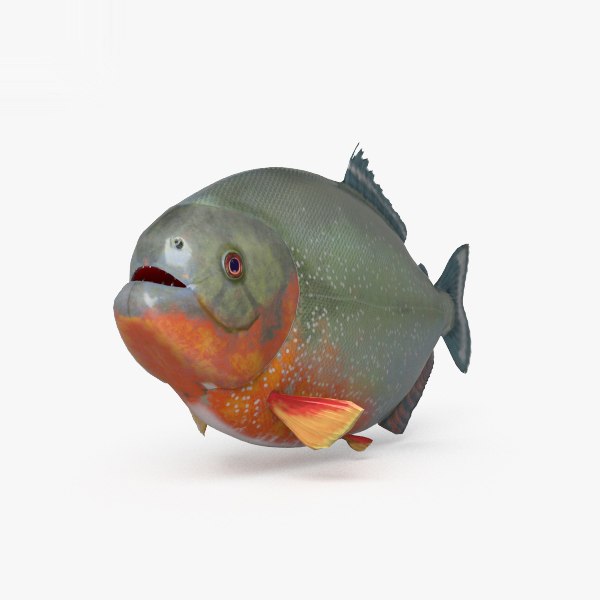 modelo 3d Piranha HD - TurboSquid 1449831