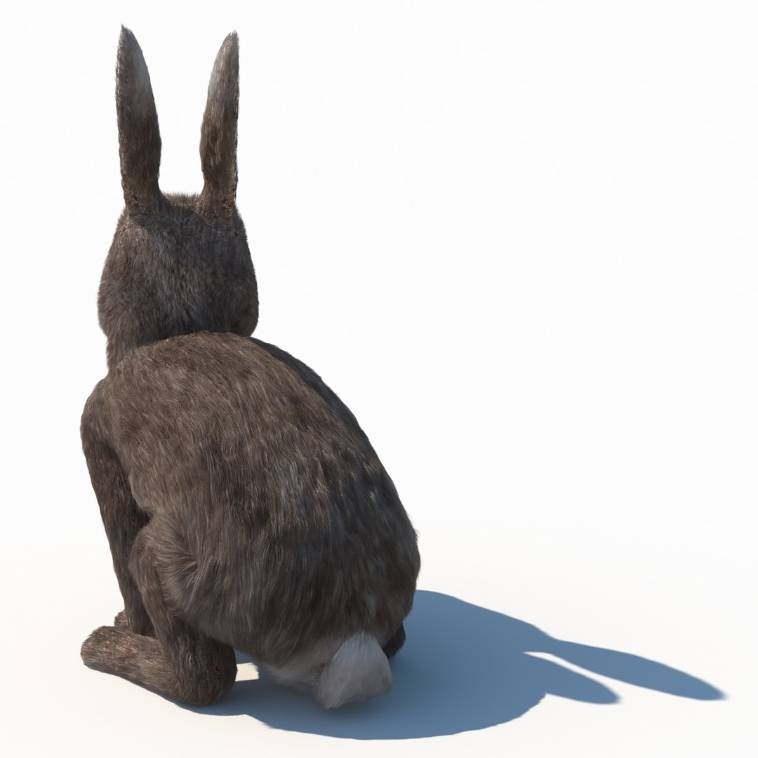 Rabbit Bunny Animation 3d Max