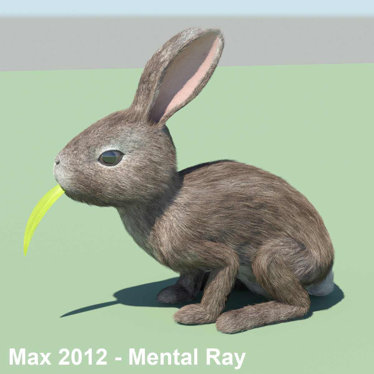 rabbit bunny animation 3d max