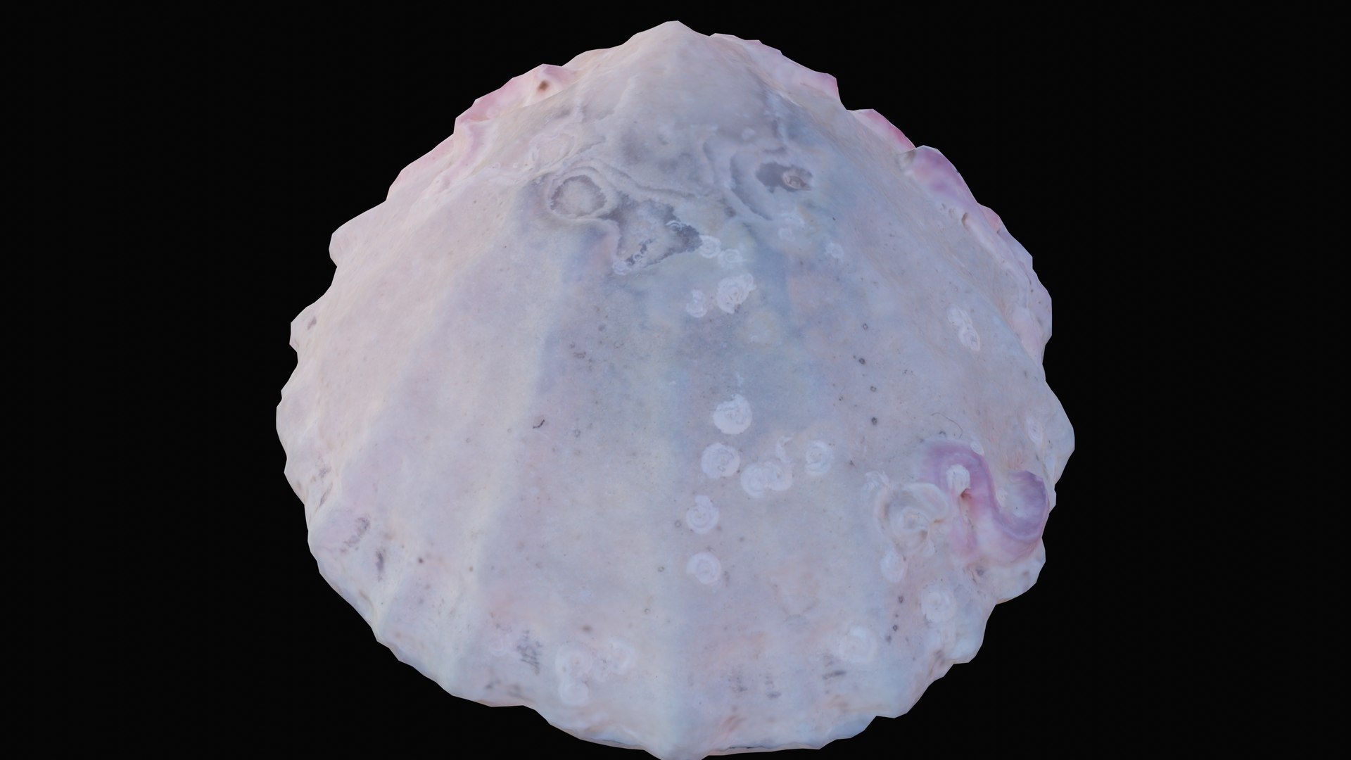 3D Sea Limpet Shell Model - TurboSquid 1627556