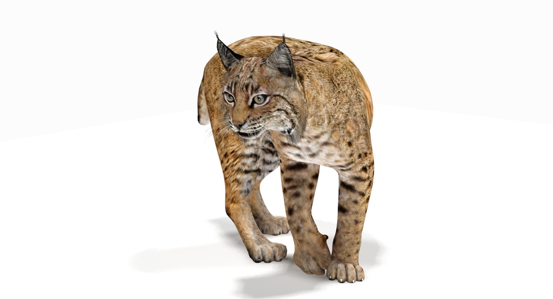 3D Model Bobcat Rigging - TurboSquid 1288647