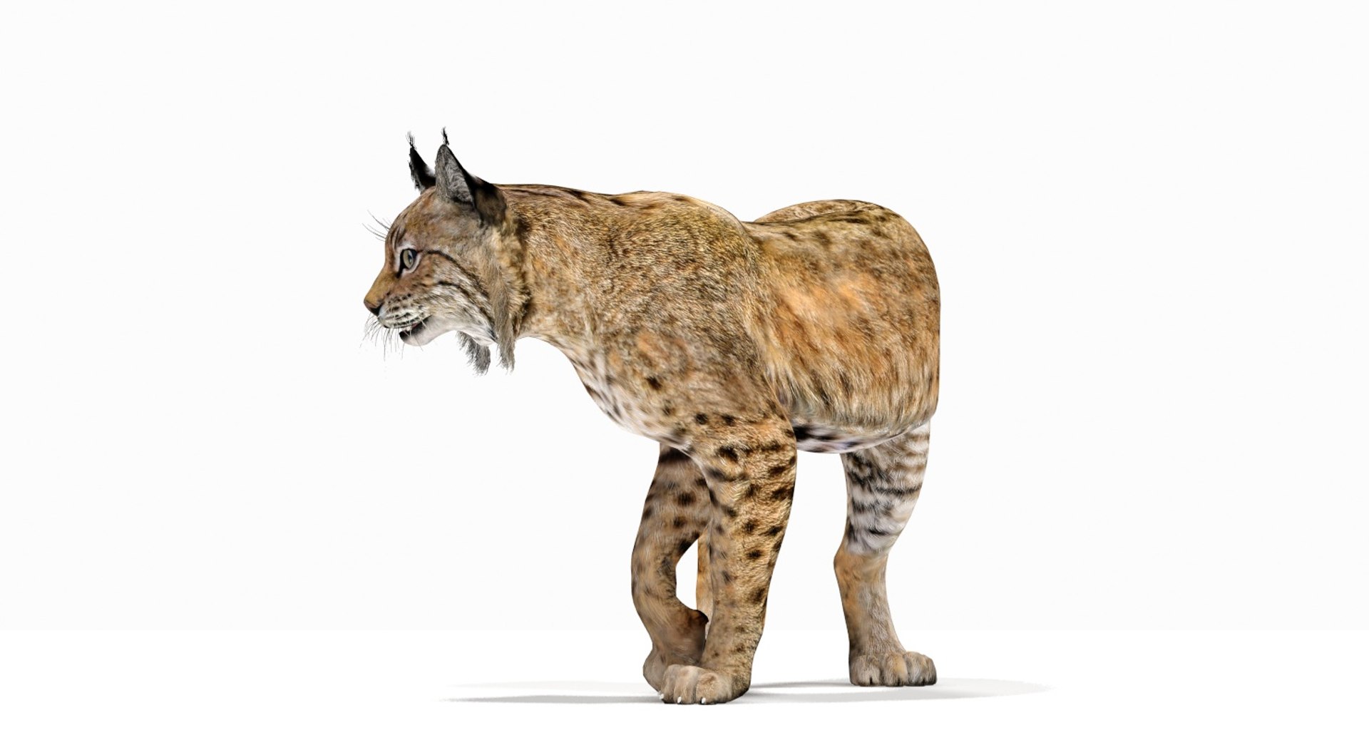 3D Model Bobcat Rigging - TurboSquid 1288647