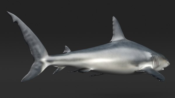modelo 3d Tiburón de arrecife del Caribe - TurboSquid 2140984