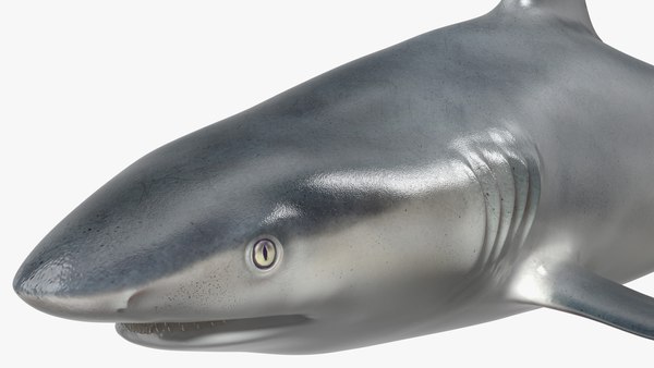 modelo 3d Tiburón de arrecife del Caribe - TurboSquid 2140984