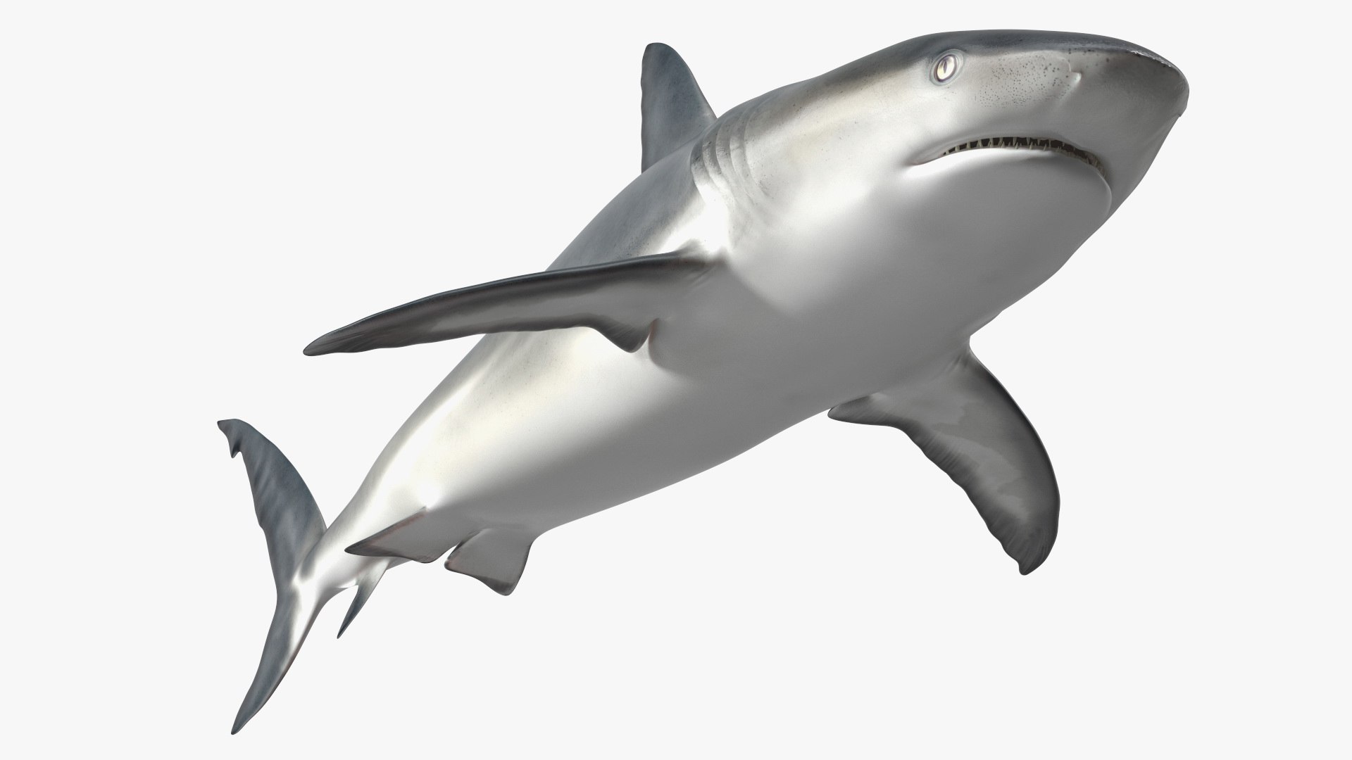 Caribbean Reef Shark 3D model - TurboSquid 2140984