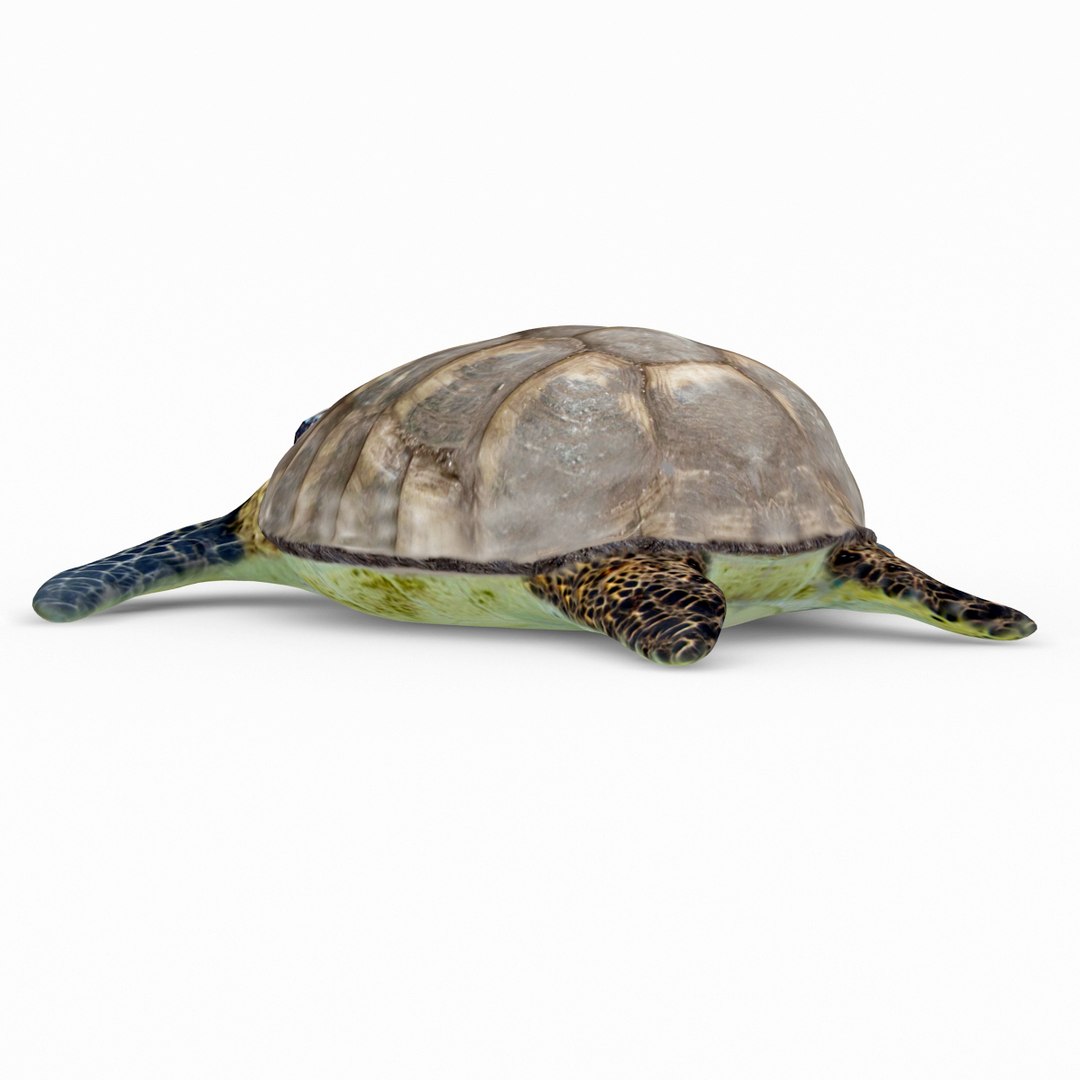 Max Turtle