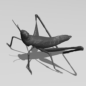 Insect Cricket STL Models for Download | TurboSquid