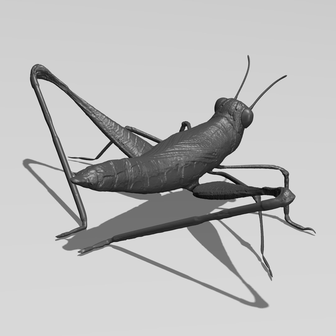 Printable Cricket Blend